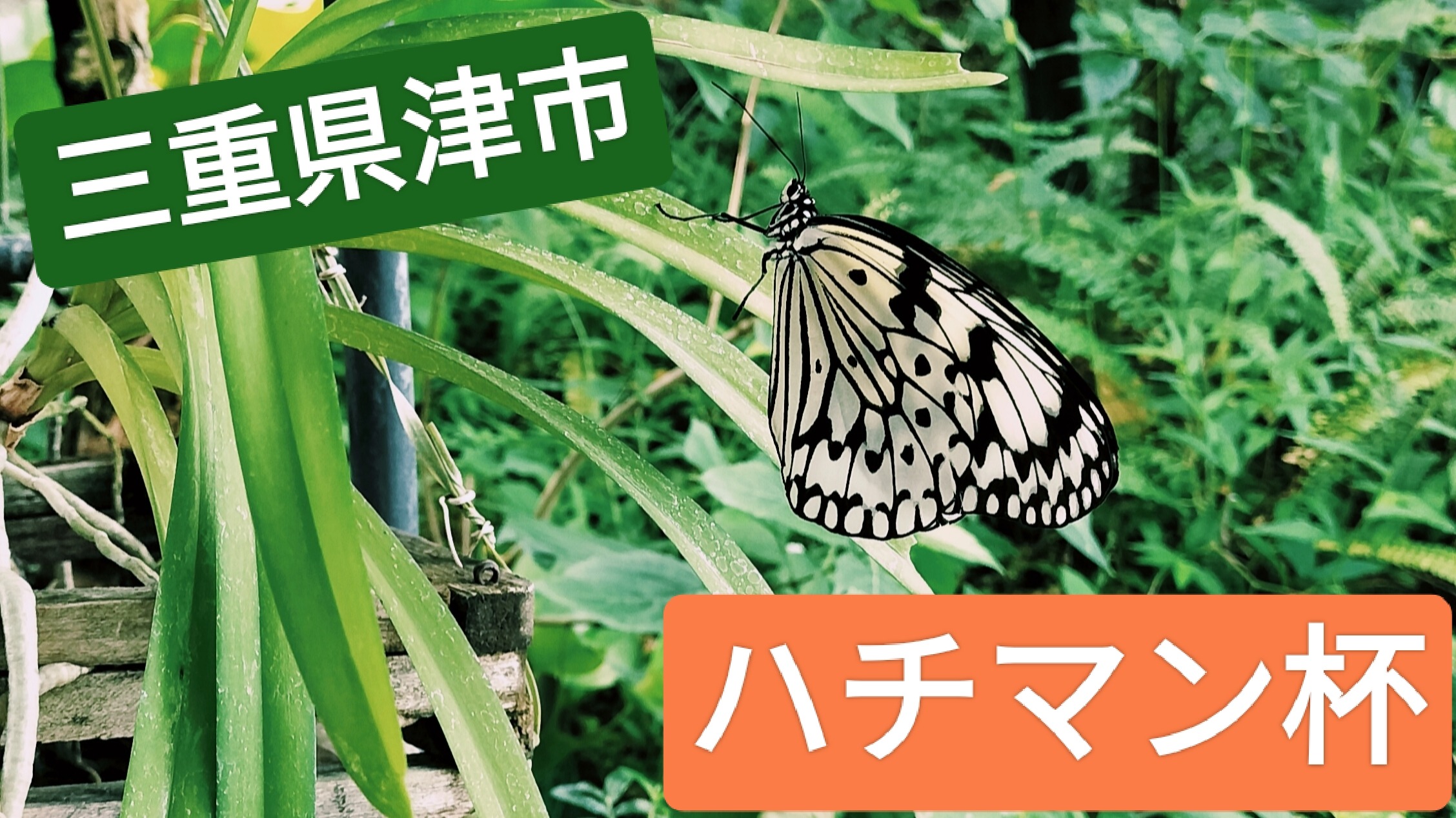 ハチマン杯（三重県津市） - Tonamel