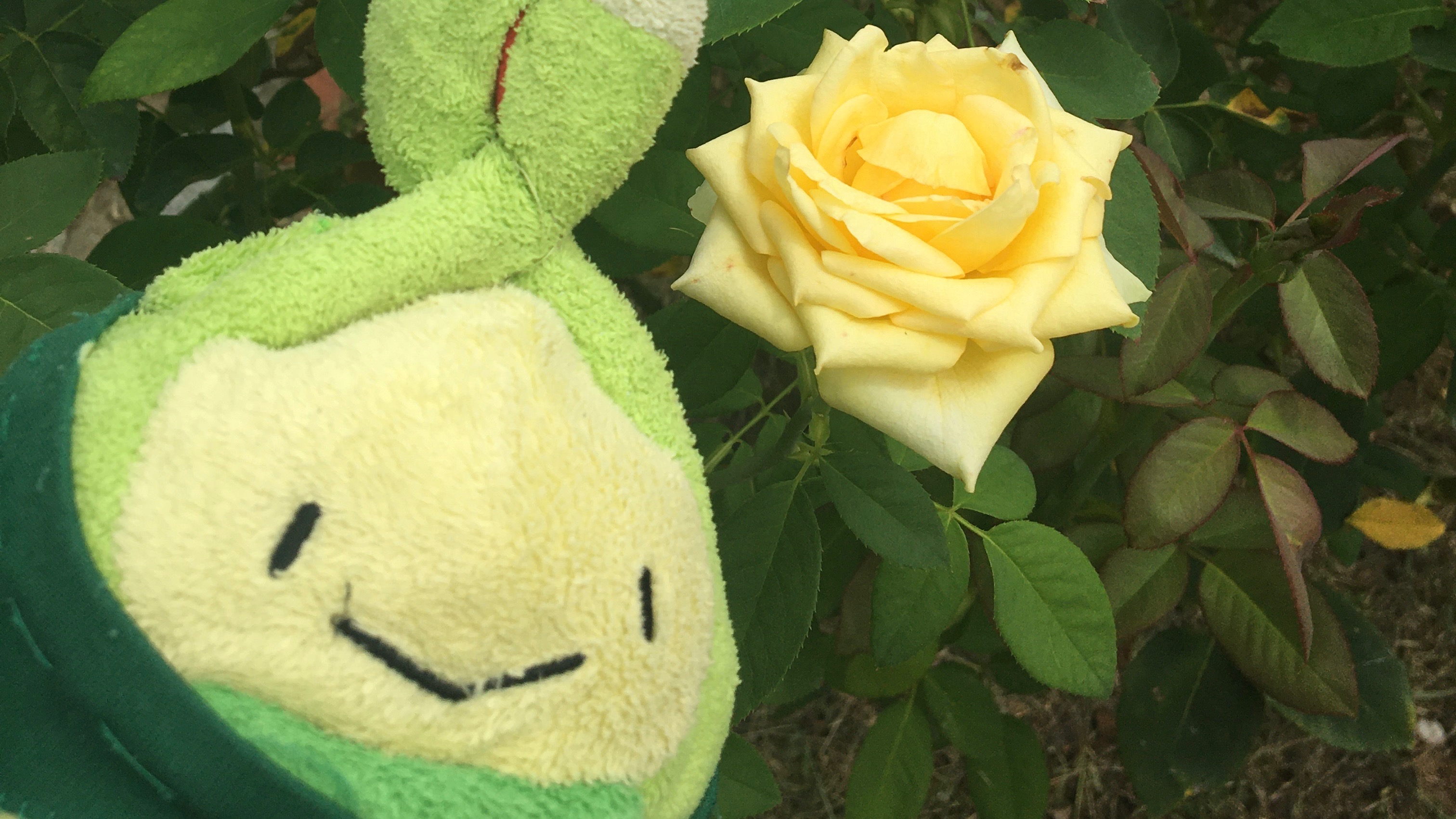 kae's present monthly ポケポケ非公式大会 つぼみカップ - Tonamel