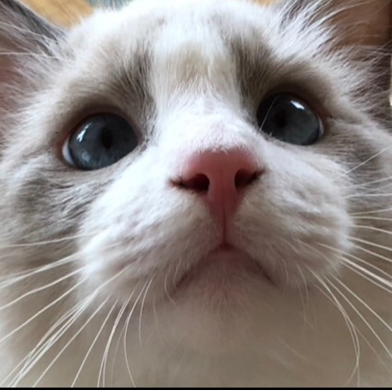 ディズニーロルカナ セット チャンピオンシップ - Tonamel