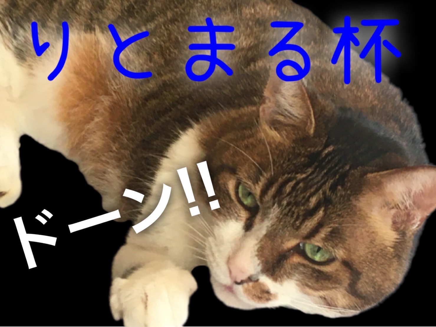 第2回りとまる杯 ～3on3～ 福井 - Tonamel