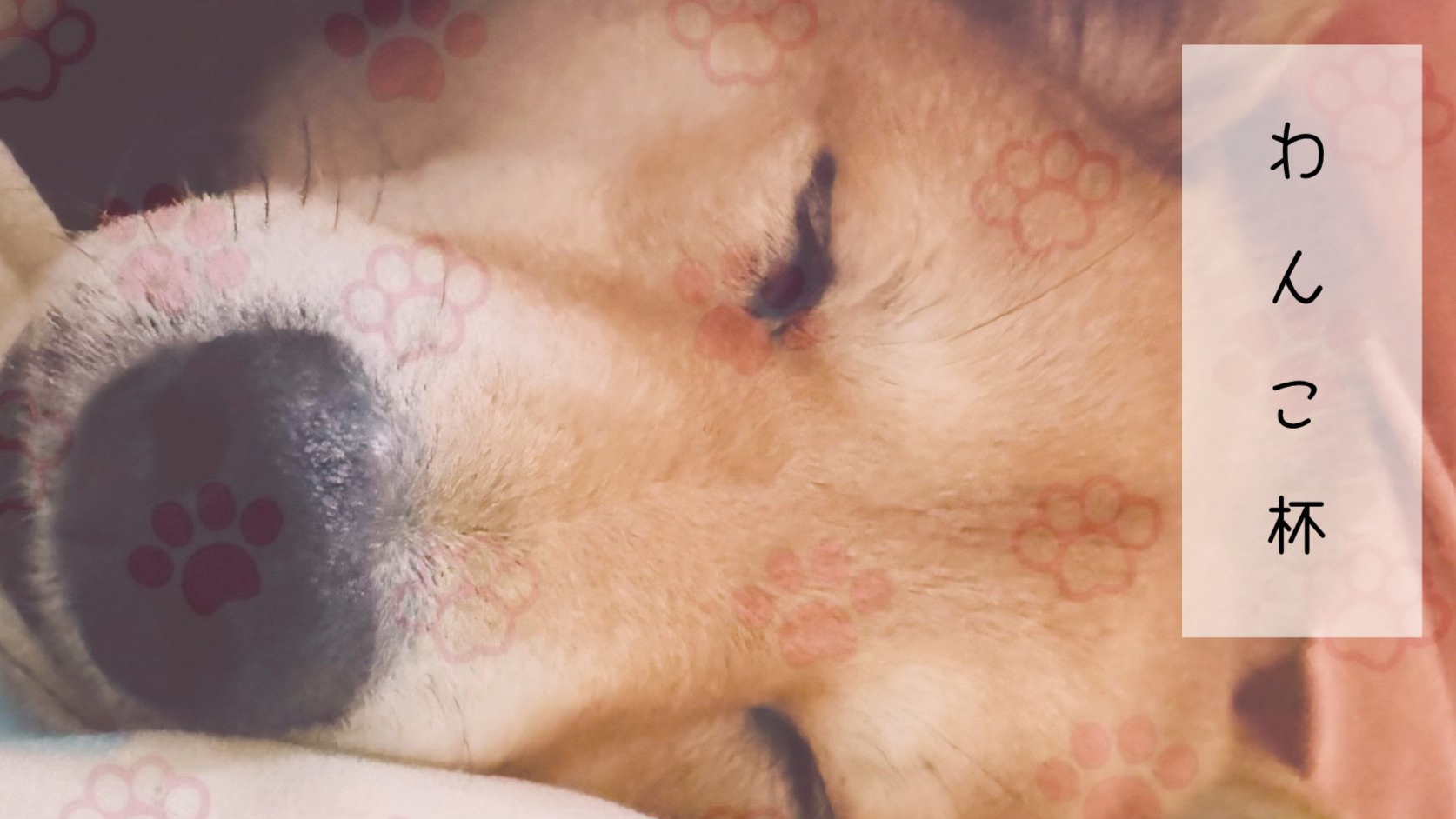 わんこ杯10杯目 New Division - Tonamel